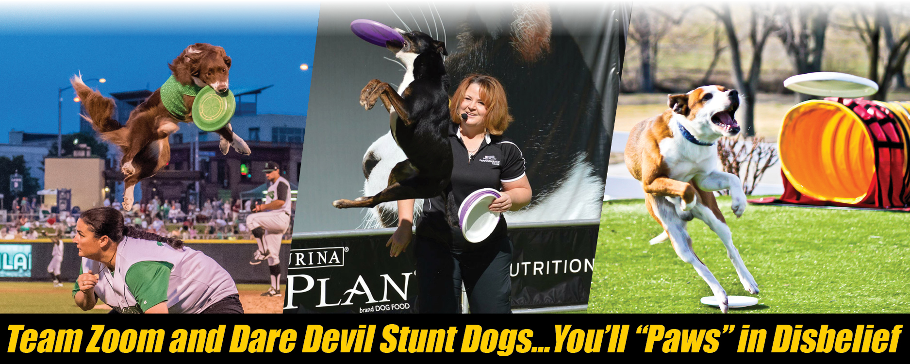 Stunt Dogs Header – Bradenton Area River Regatta